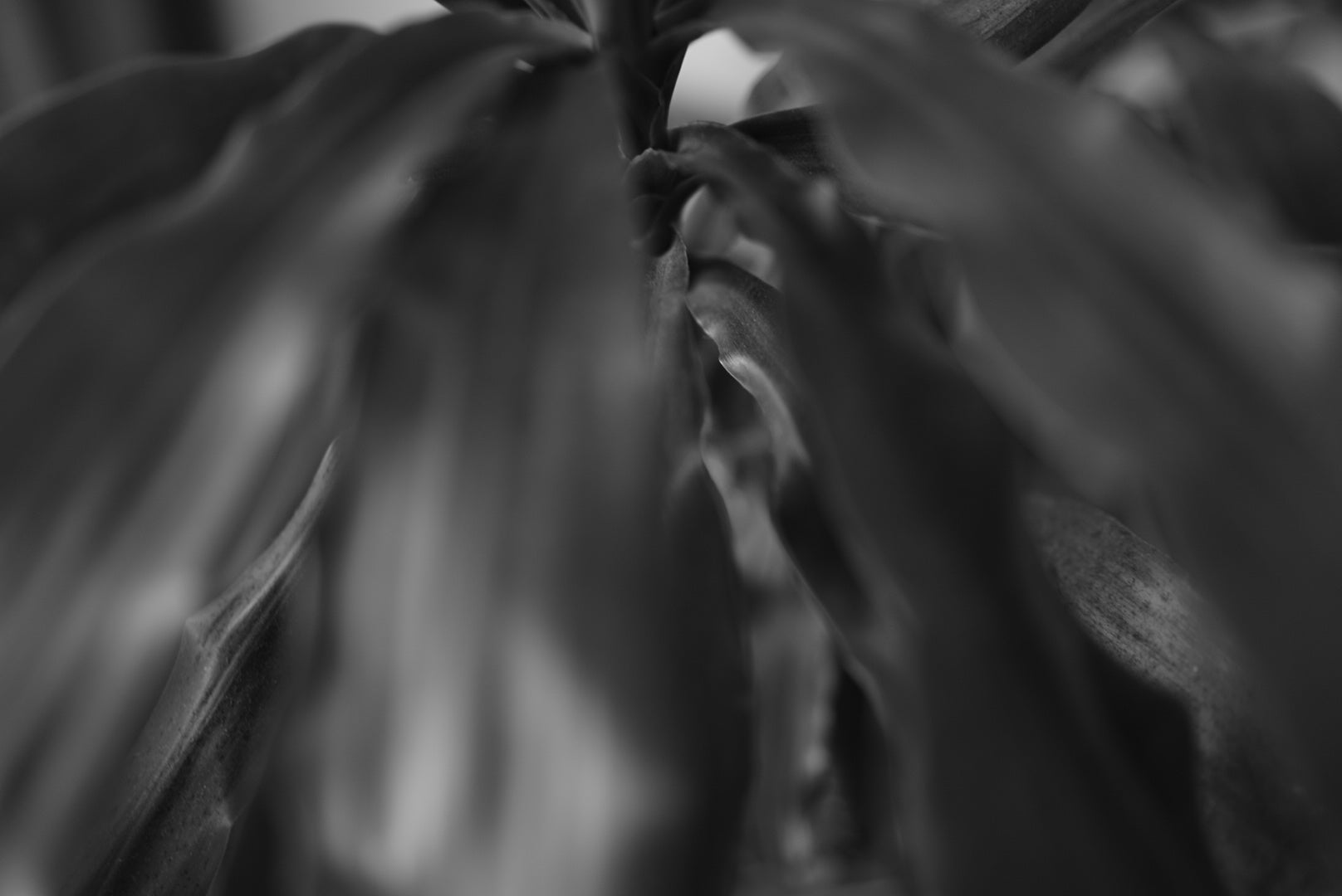 LAF – PLAN D production